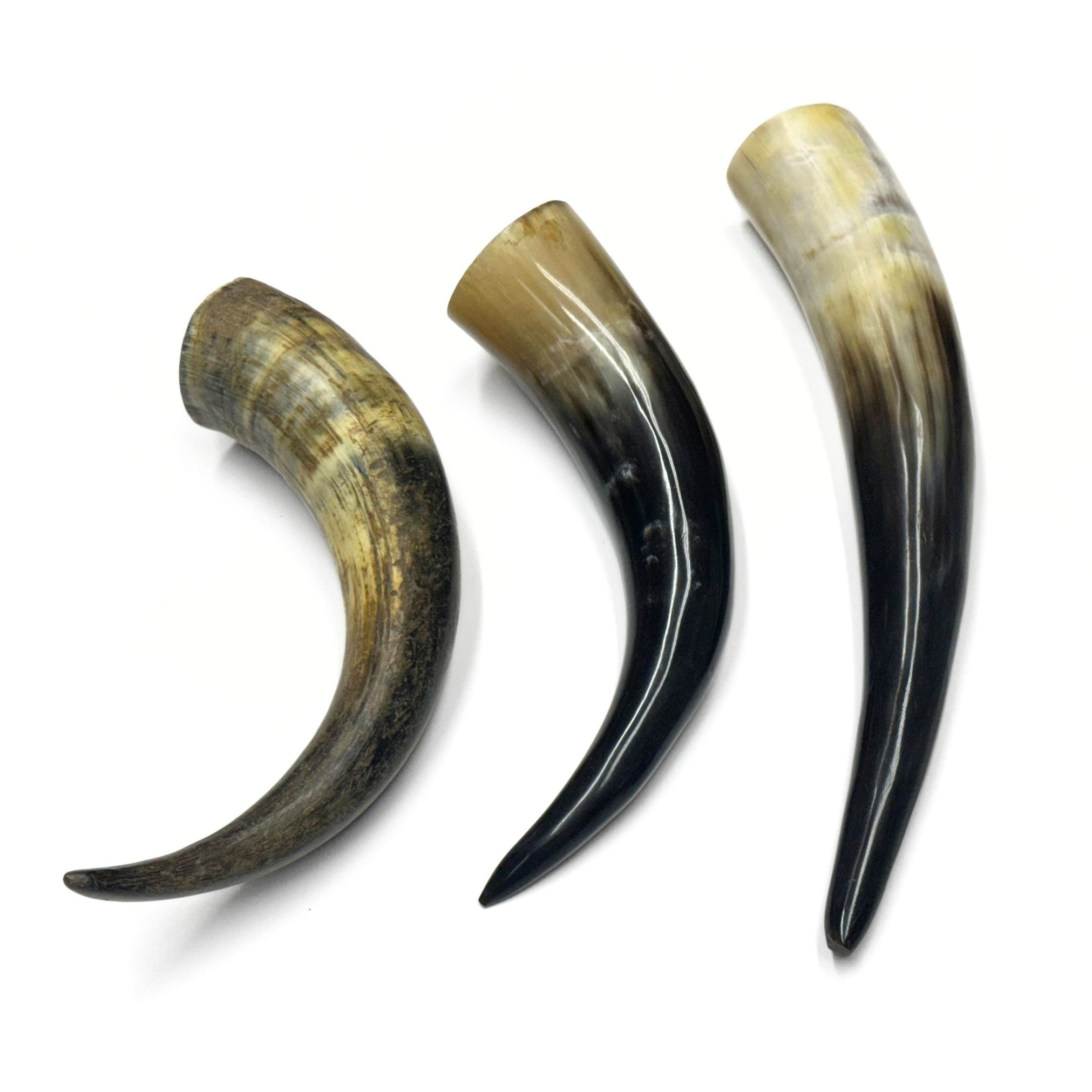 Genuine Water Buffalo Horns - Natural or Polished — Leather Unlimited