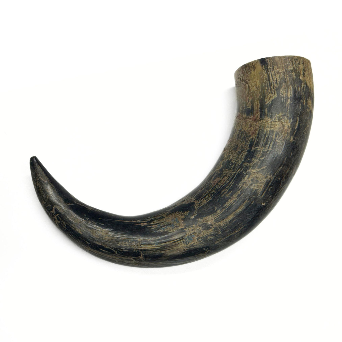 Genuine Water Buffalo Horns - Natural or Polished — Leather Unlimited