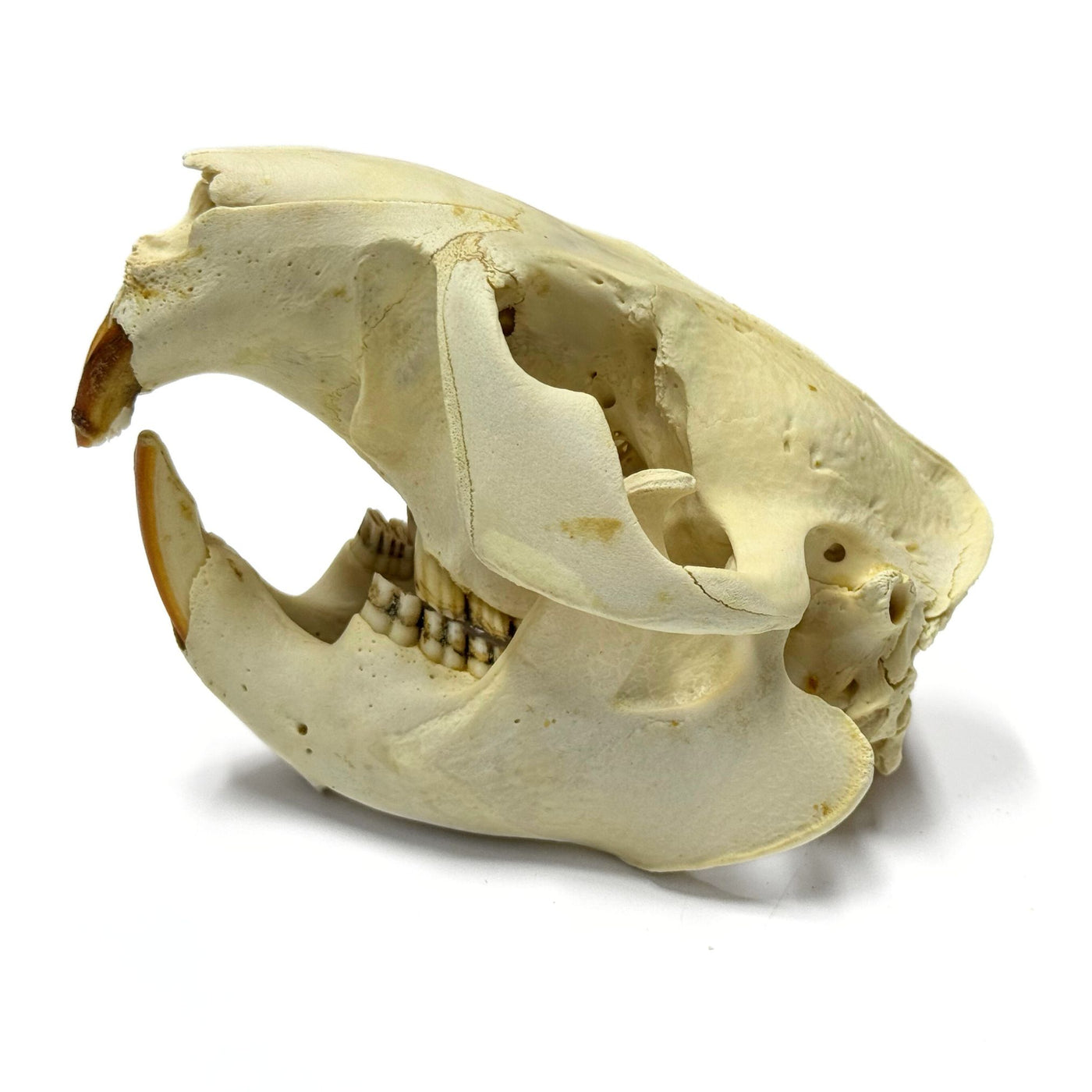 Beaver Skull — Leather Unlimited