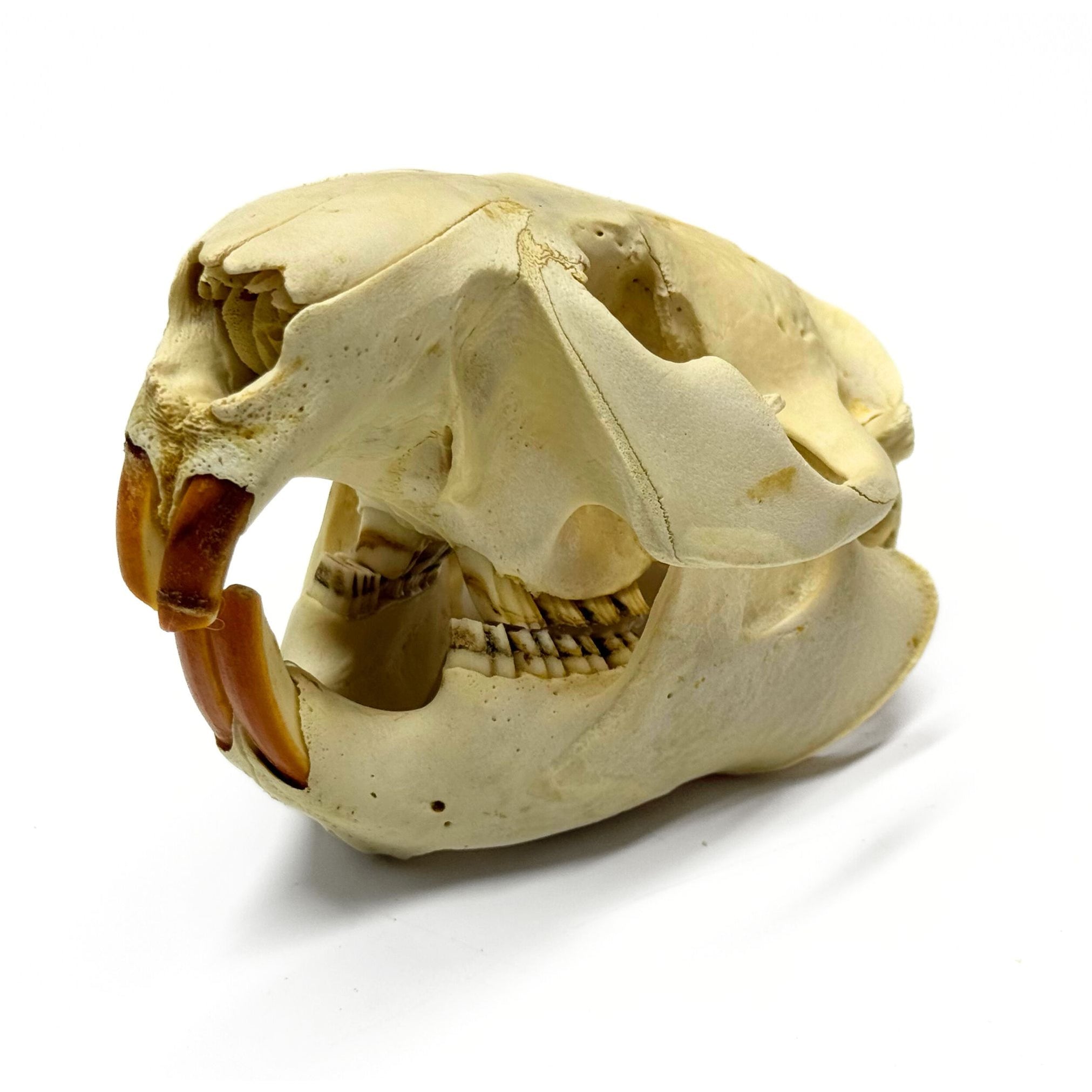 Beaver Skull — Leather Unlimited