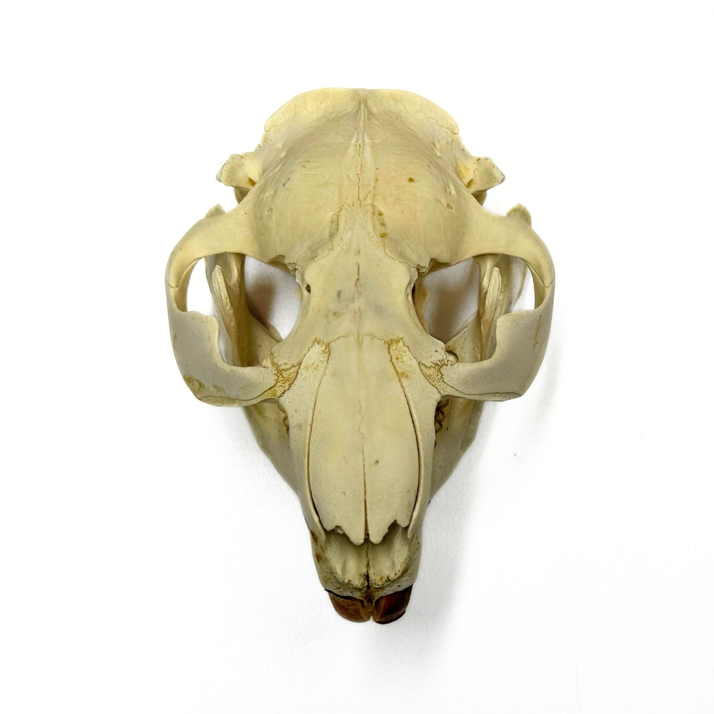 Beaver Skull — Leather Unlimited