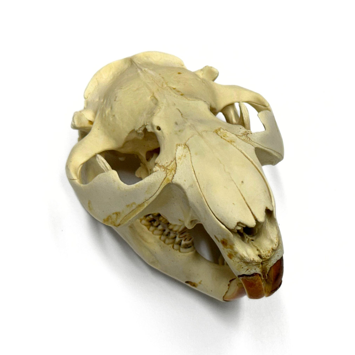 Beaver Skull — Leather Unlimited