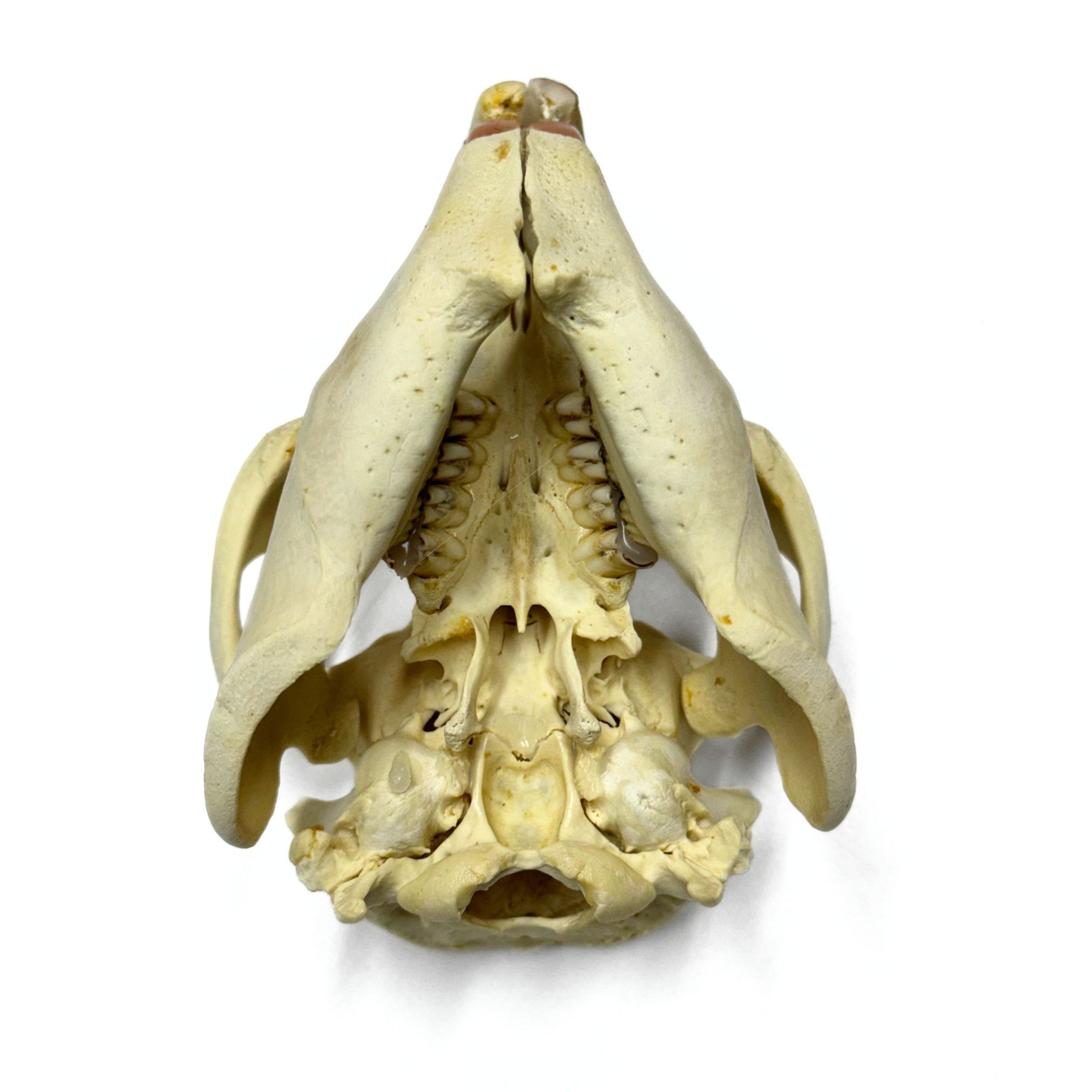 Beaver Skull — Leather Unlimited