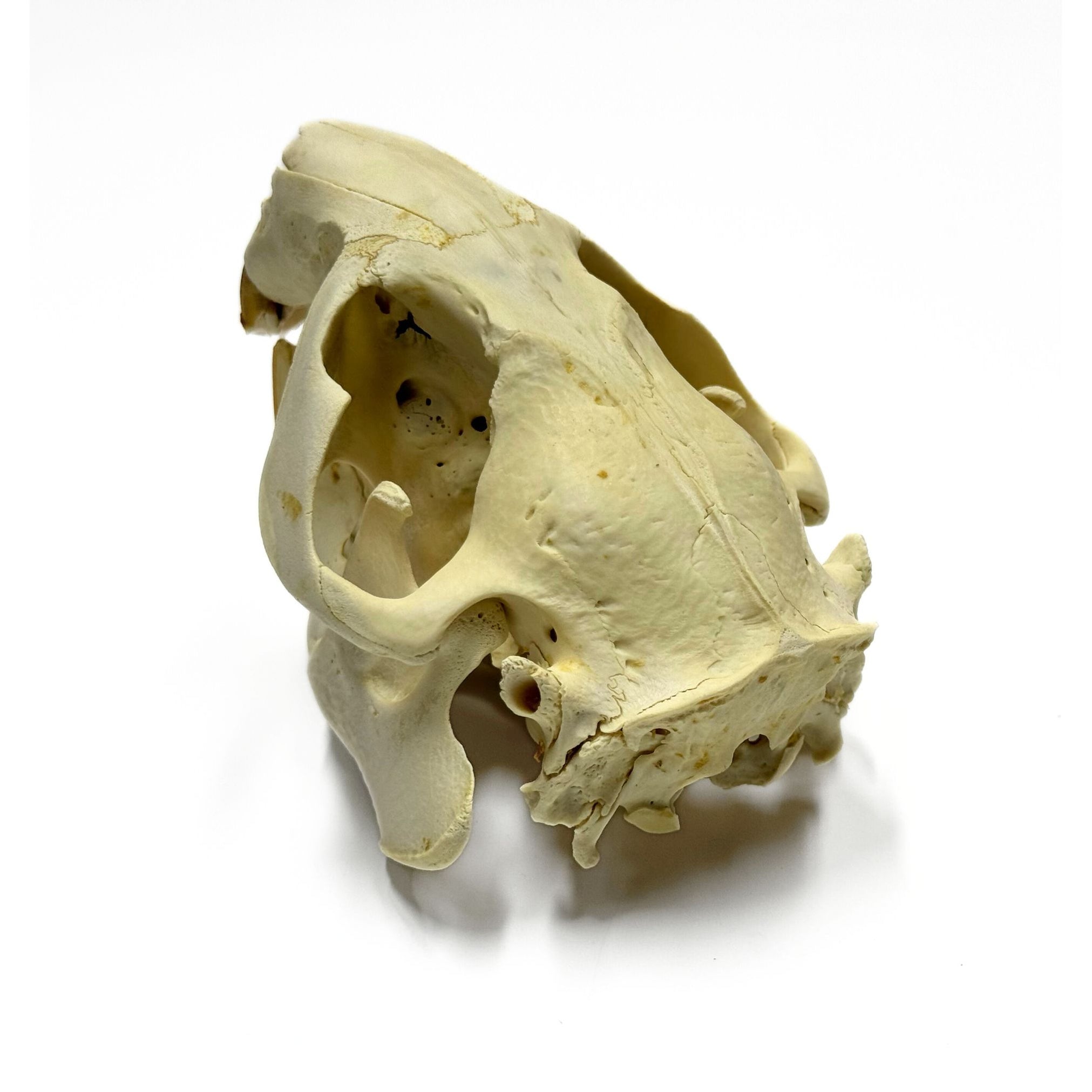 Beaver Skull — Leather Unlimited