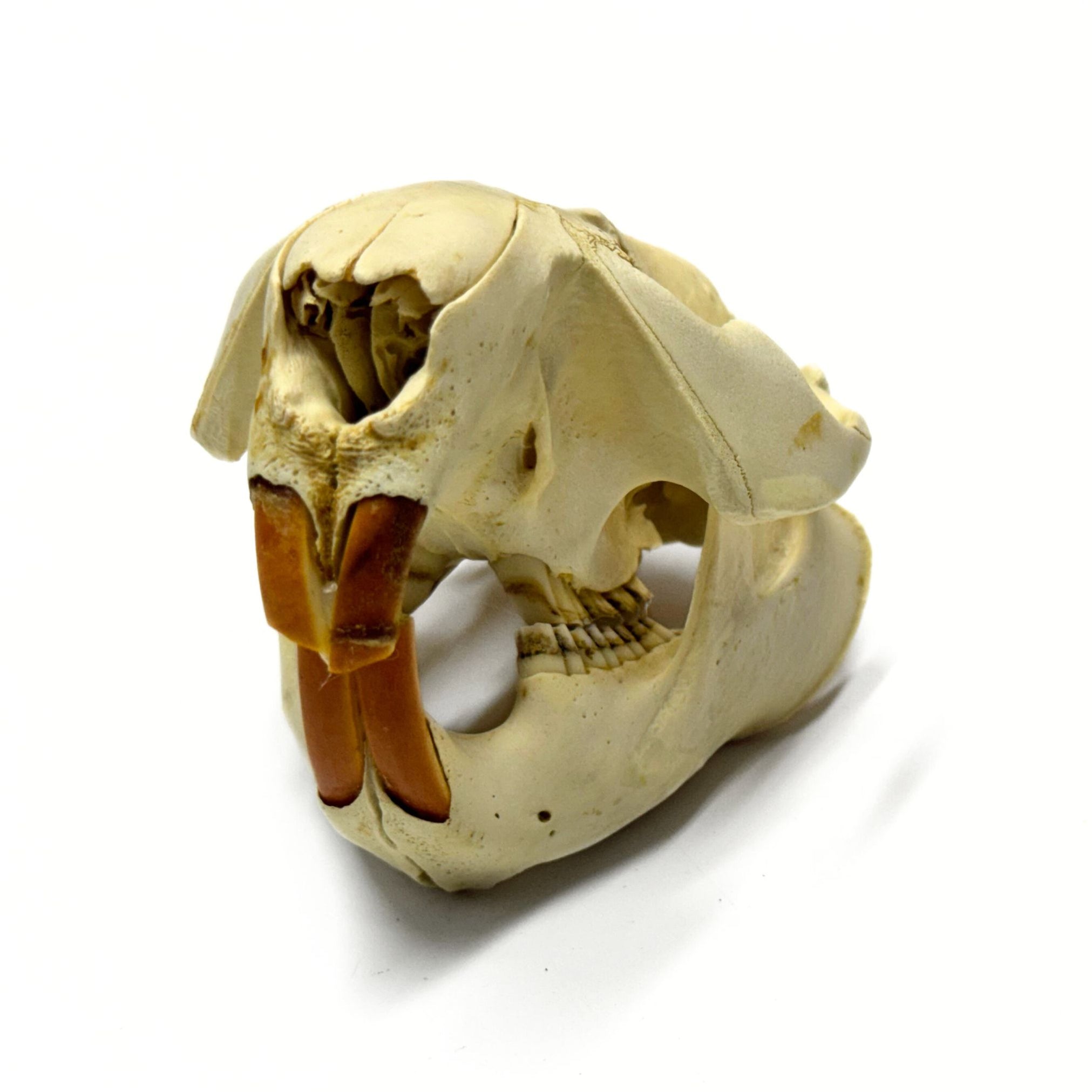 Beaver Skull — Leather Unlimited