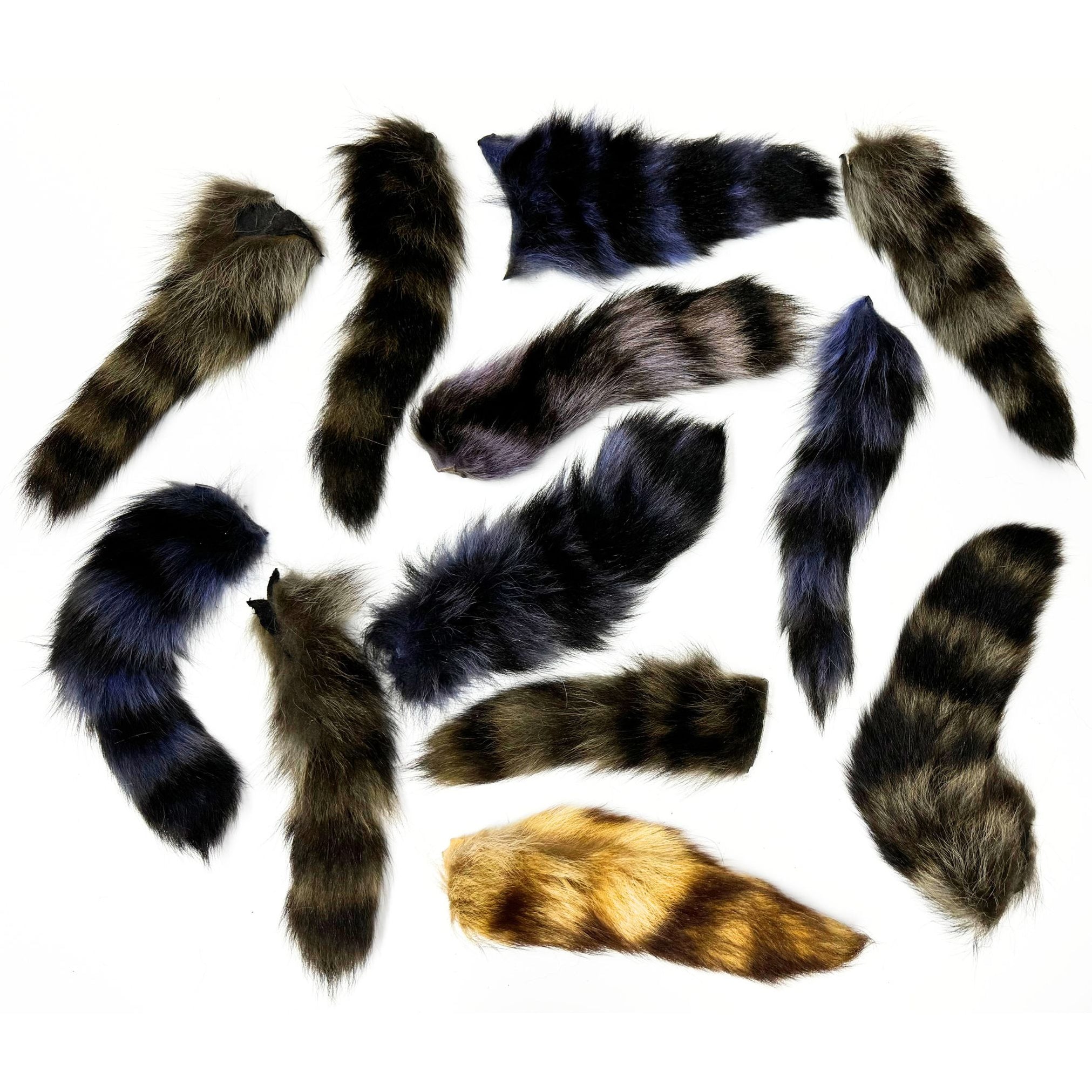 Authentic Raccoon Tail - Genuine Fur Tails for Crafts and Costumes ...