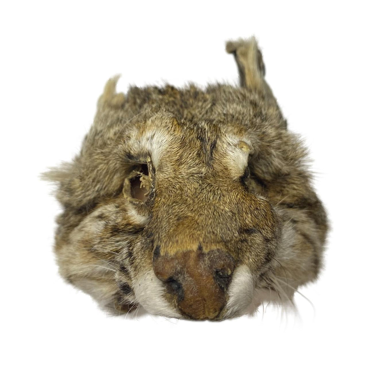 Authentic Lynx Face - Genuine Fur Animal Face for Crafts and Costumes ...