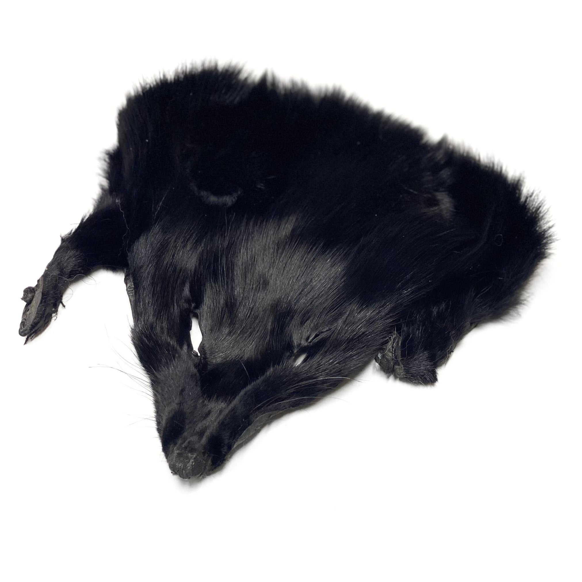 Authentic Black Fox Face - Genuine Fur Animal Face for Crafts and Cost ...
