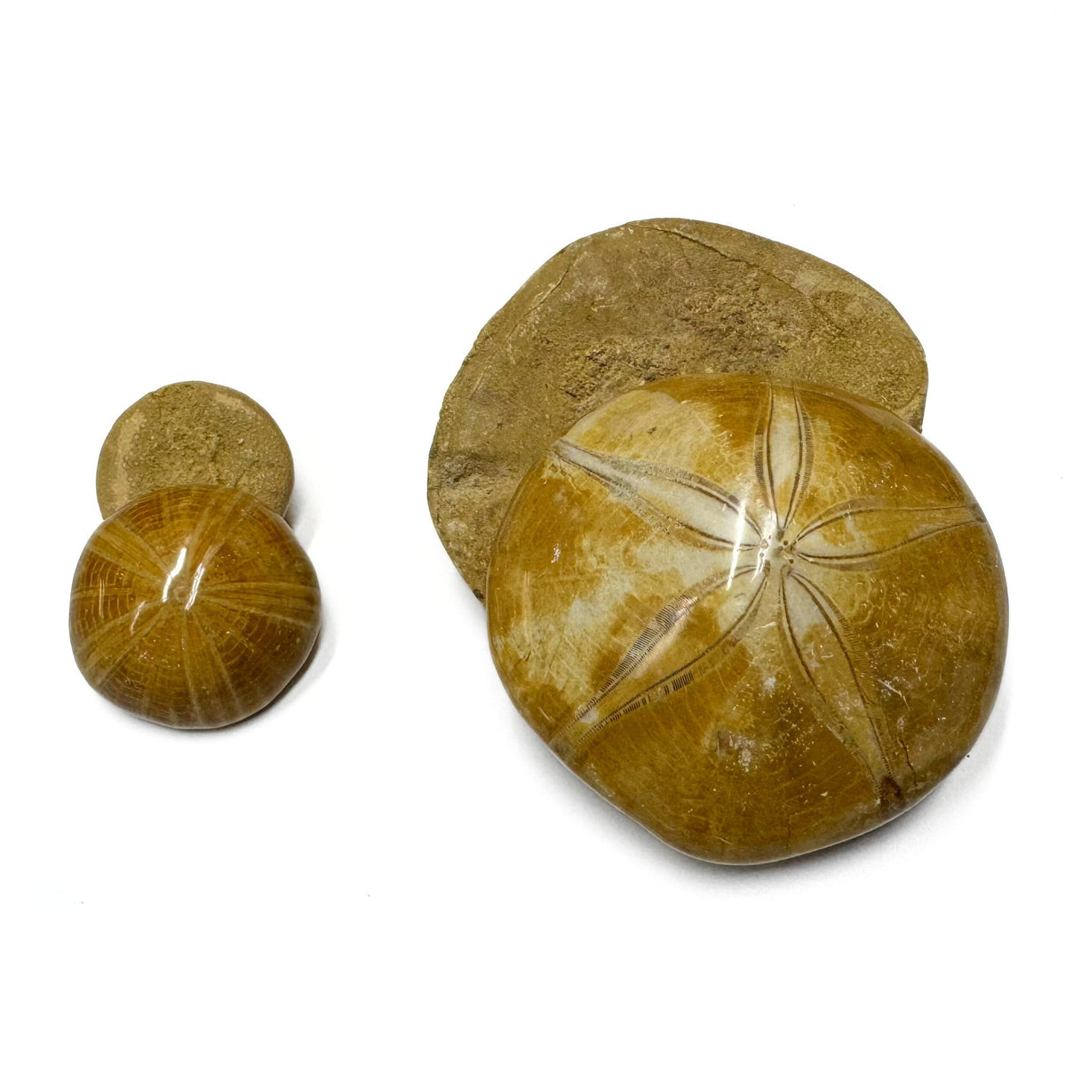 Fossilized Sand Dollars - Large or Small Polished Sand Dollar Fossils ...