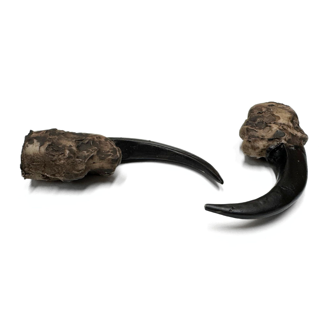 1" - 2" Eagle Claws - 2 Pack — Leather Unlimited