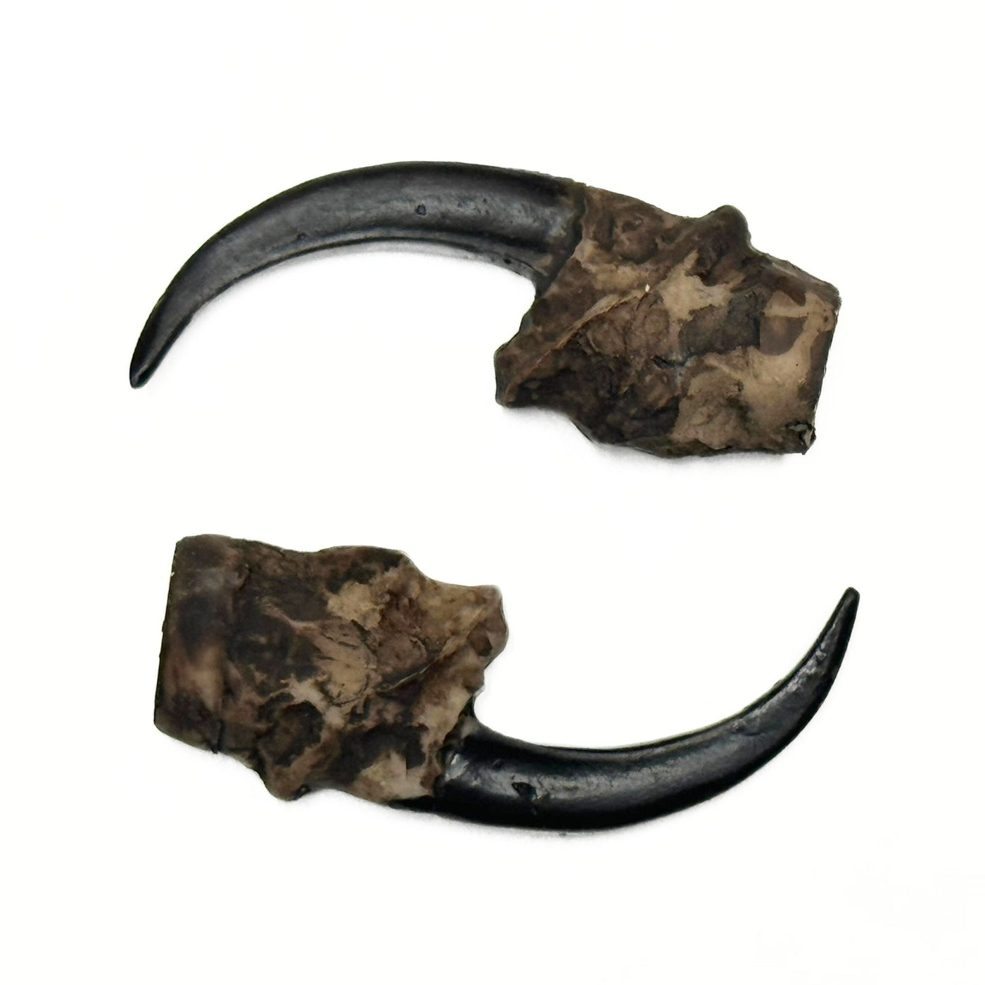 1" - 2" Eagle Claws - 2 Pack — Leather Unlimited