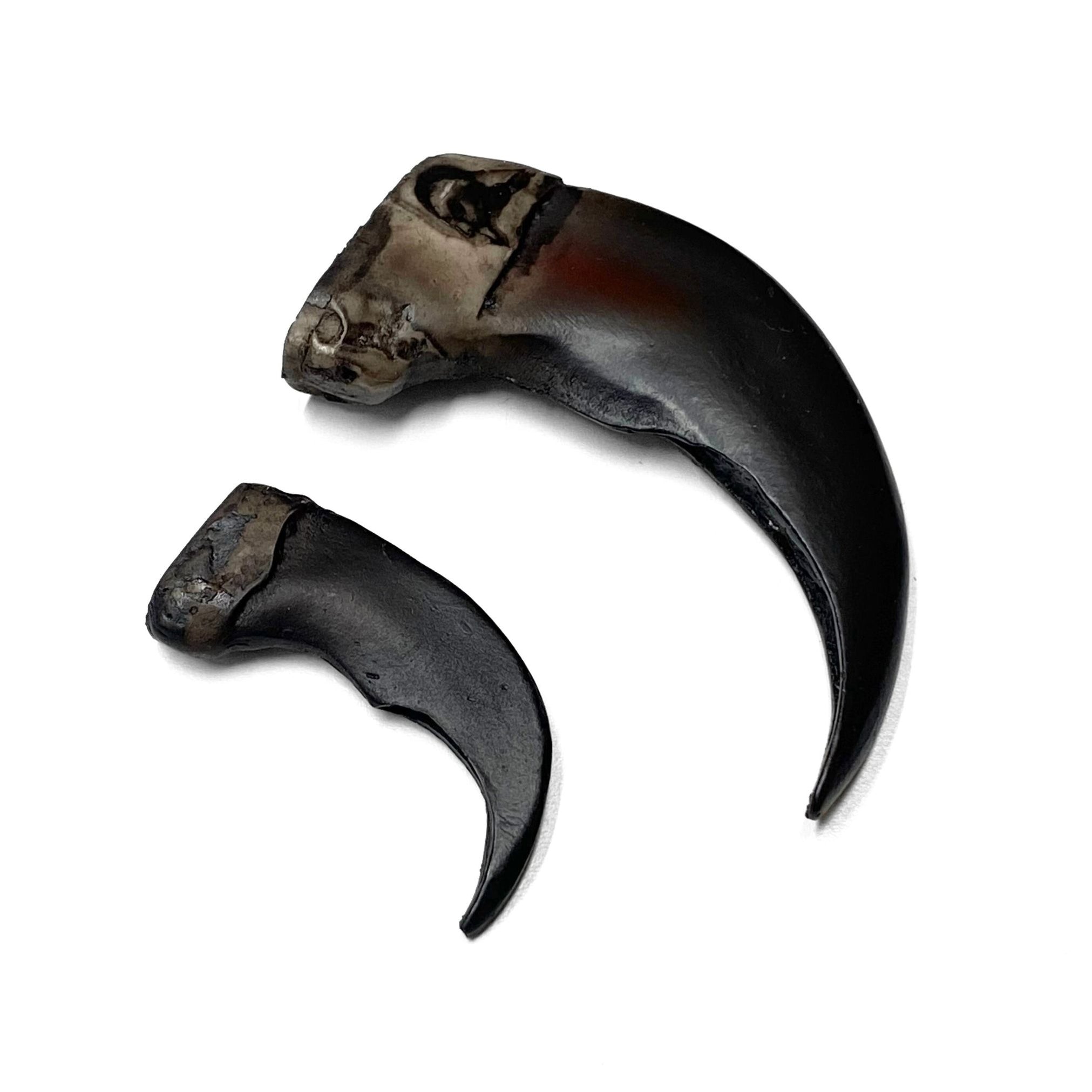 Bear Claw - 2" - 3.5" — Leather Unlimited