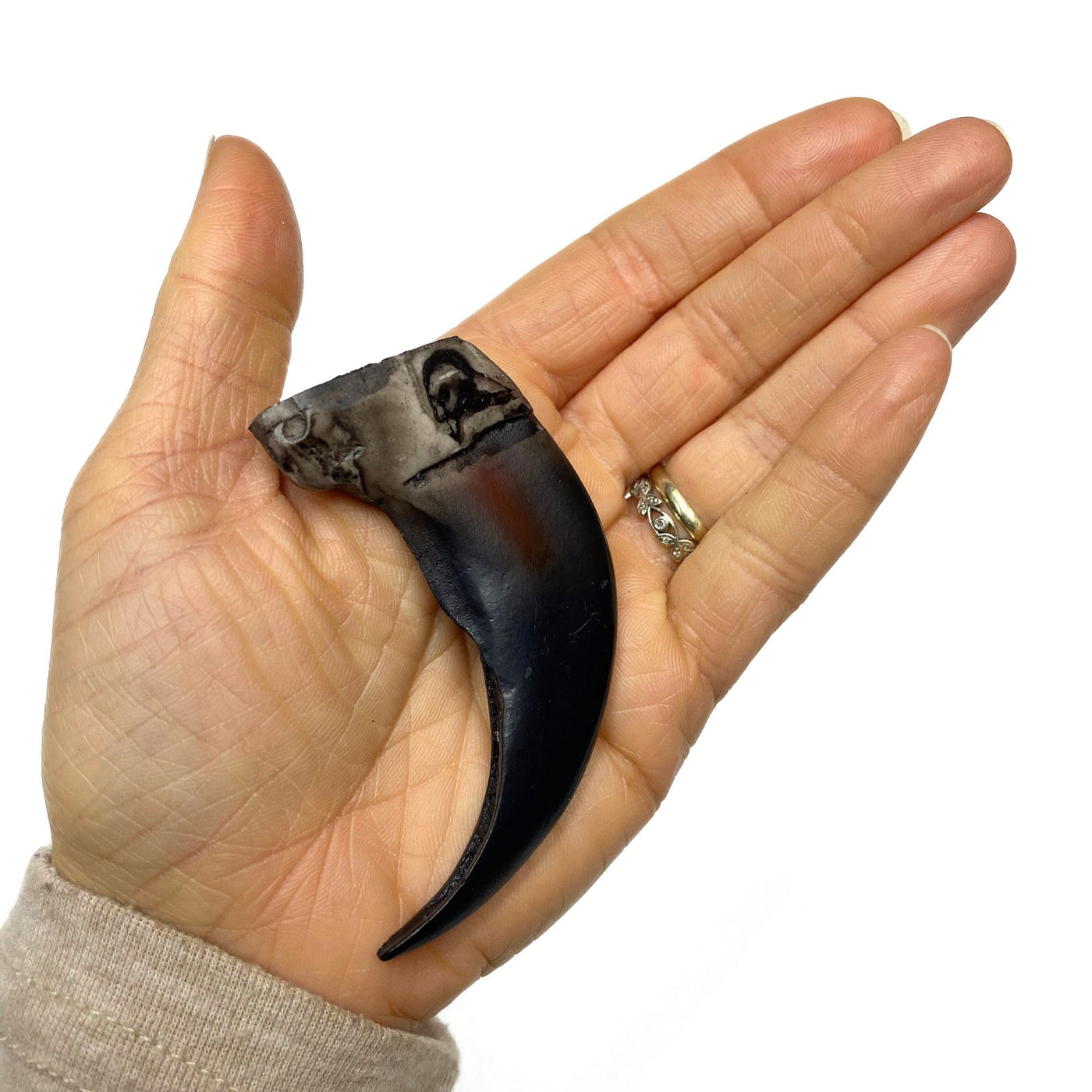 Bear Claw - 2" - 3.5" — Leather Unlimited