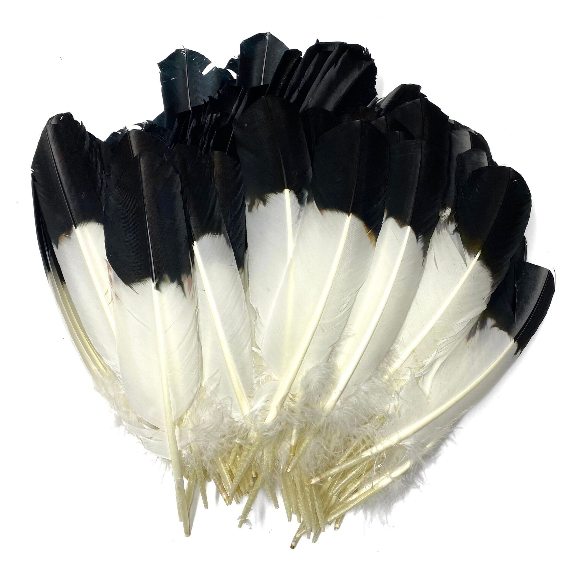 Imitation Eagle Quills - Black & White Long Feathers for Decorations ...
