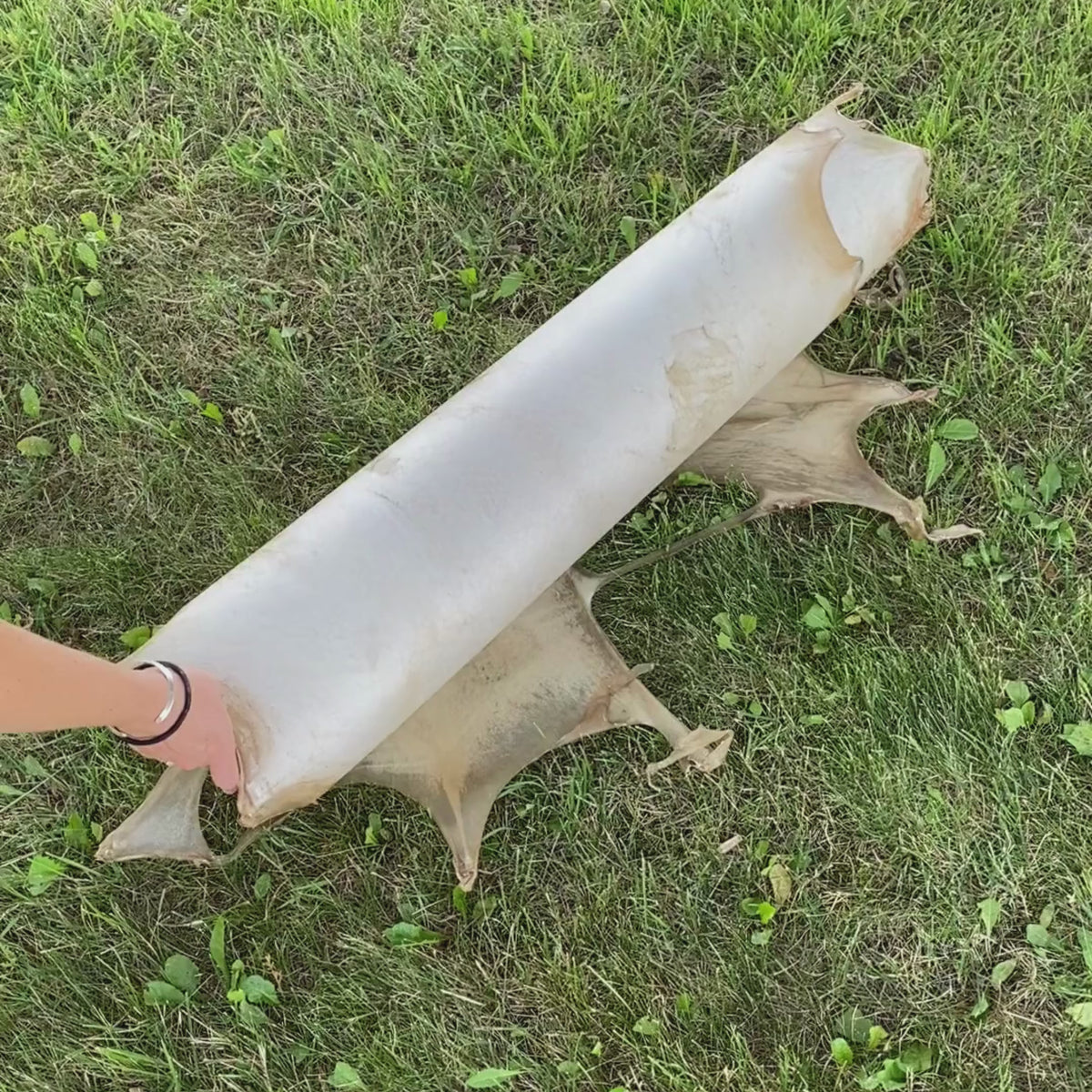 Deerskin Rawhide - 2 oz Hide - Large, XL, or XXL - A Grade - B Grade ...