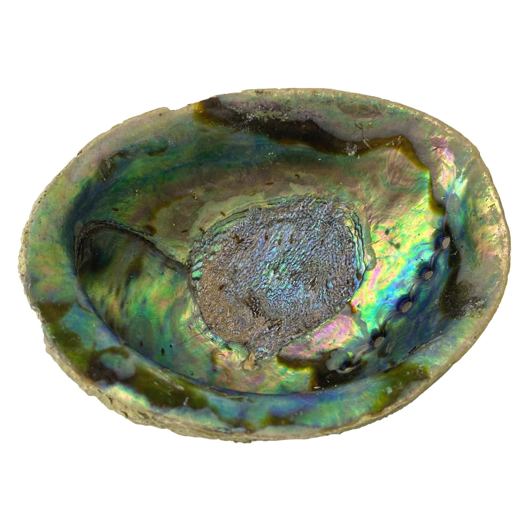 Beautiful Pacific Hand-Picked Abalone Shell - Jewelry Bowl - Home Deco ...
