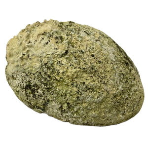 Beautiful Pacific Hand-Picked Abalone Shell - Jewelry Bowl - Home Deco ...