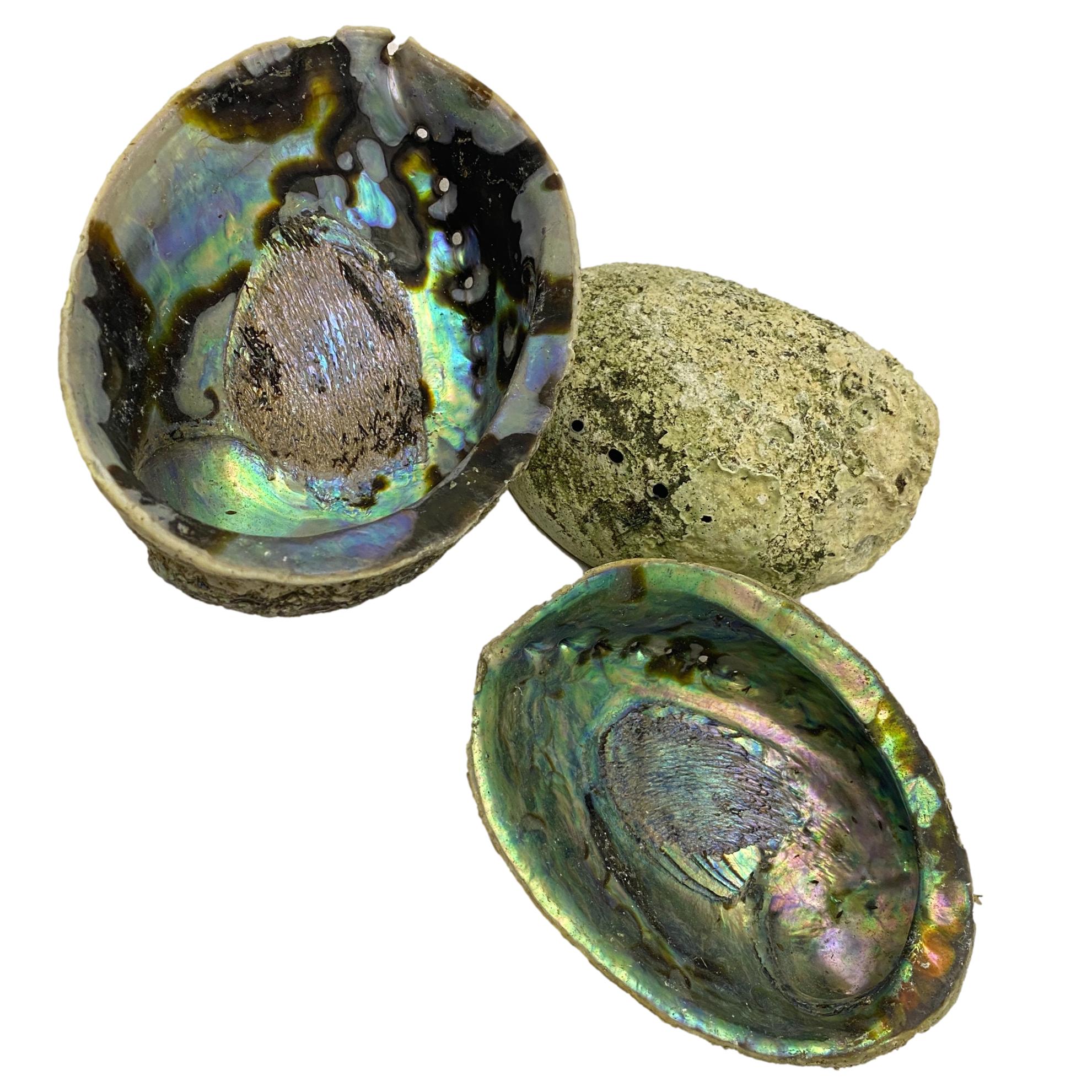 Beautiful Pacific Hand-Picked Abalone Shell - Jewelry Bowl - Home Deco ...