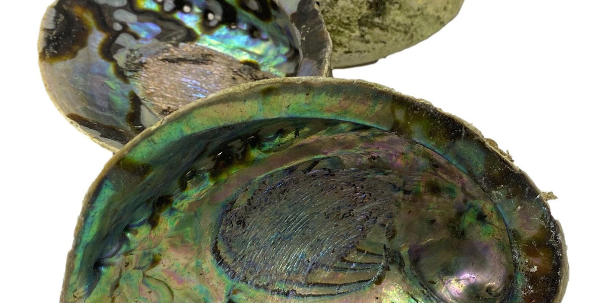 Beautiful Pacific Hand-Picked Abalone Shell - Jewelry Bowl - Home Deco ...