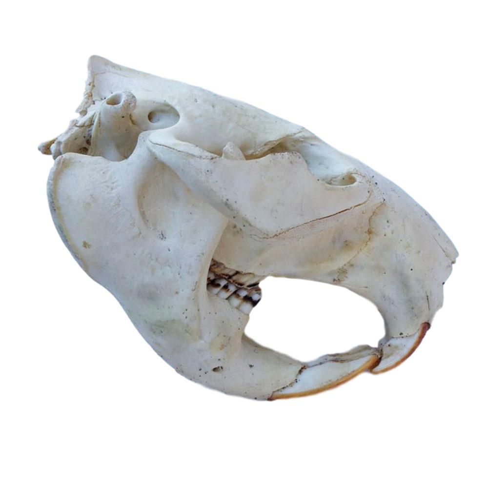 Beaver Skull | Leather Unlimited
