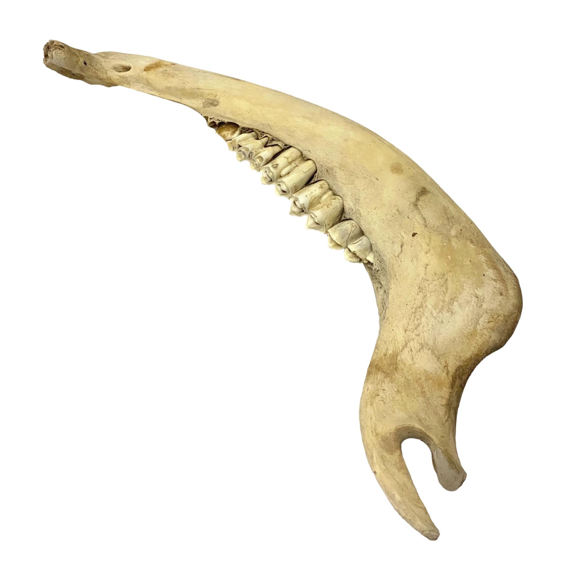 Buffalo Jaw Bone — Leather Unlimited