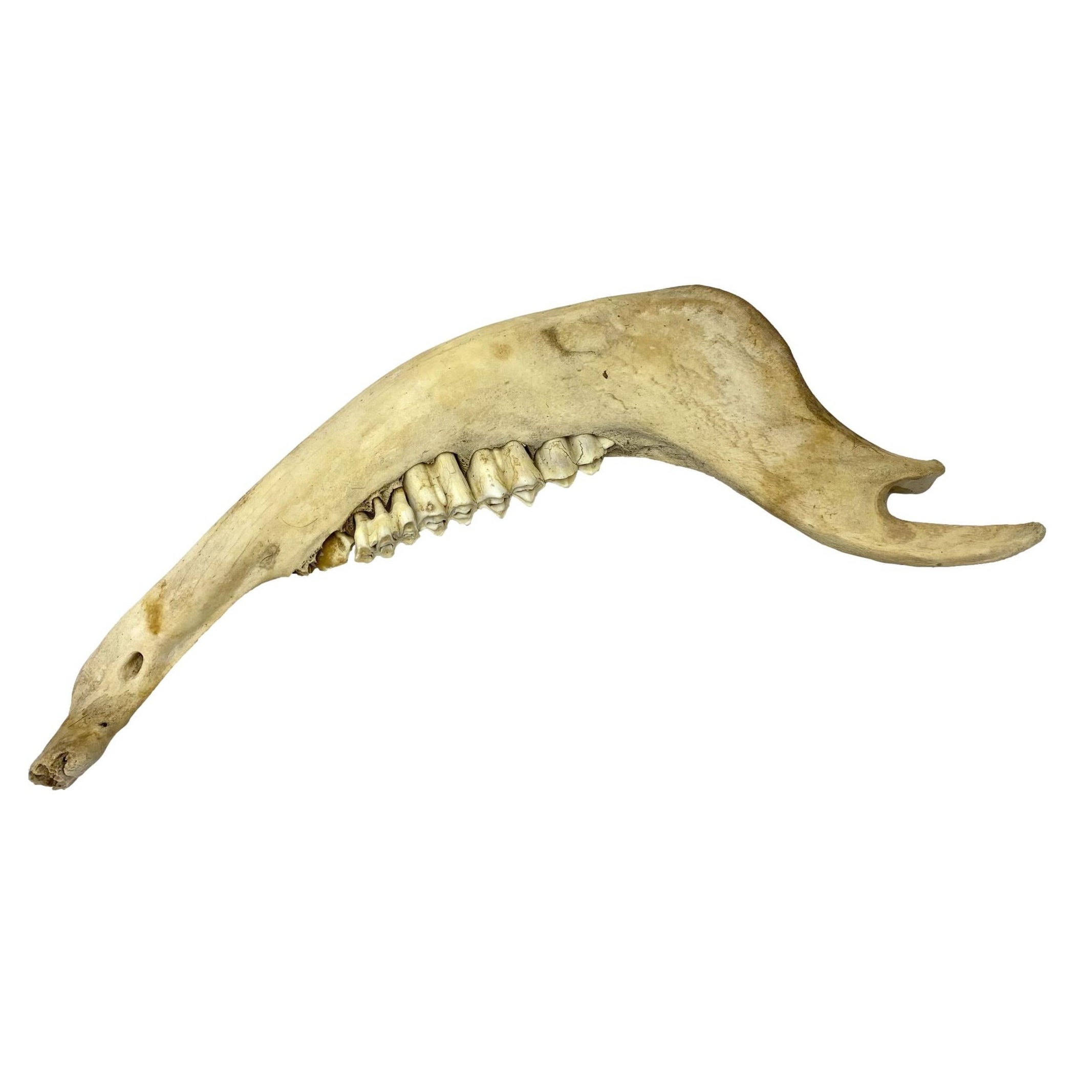Buffalo Jaw Bone — Leather Unlimited