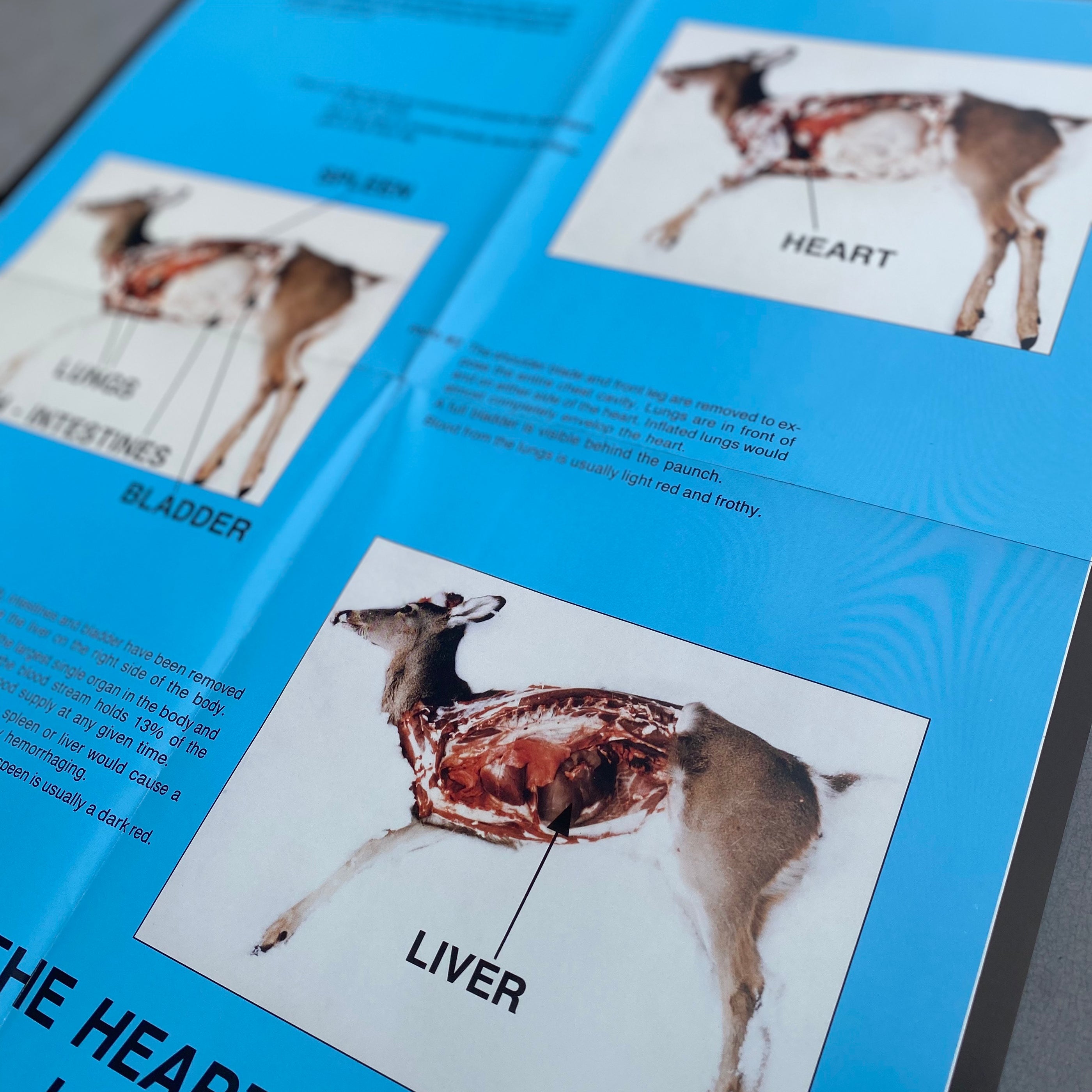 Deer Anatomy #1 Hunting Information Poster — Leather Unlimited