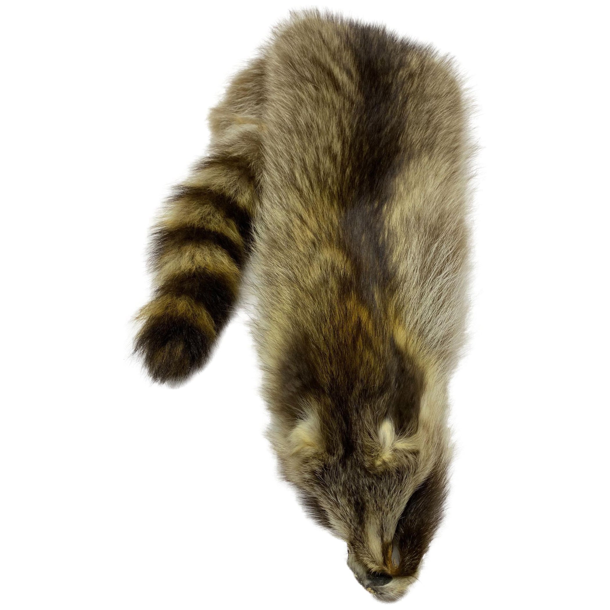 Raccoon Skin - Grade A - Full Body Fur Hide - Beautiful Raccoon Pelt ...