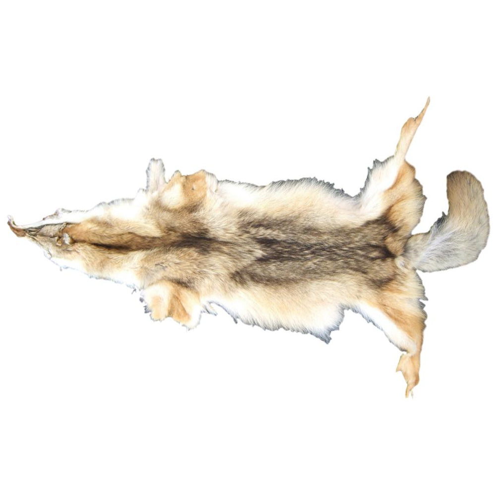 High Quality Carefully Tanned Coyote Hide - Full Body Fur Pelt ...