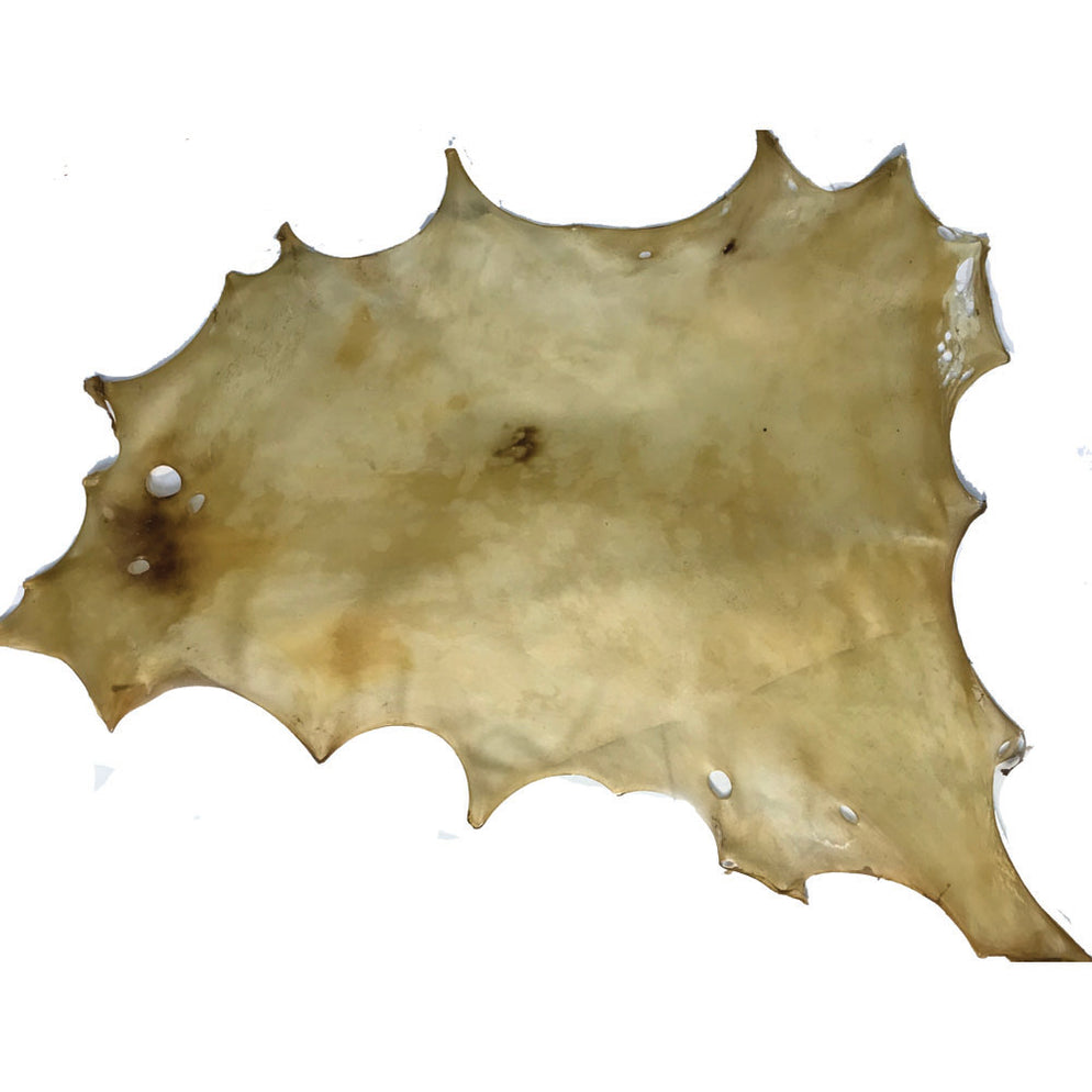 Deerskin Rawhide - 2 oz Hide - Large, XL, or XXL - A Grade - B Grade ...