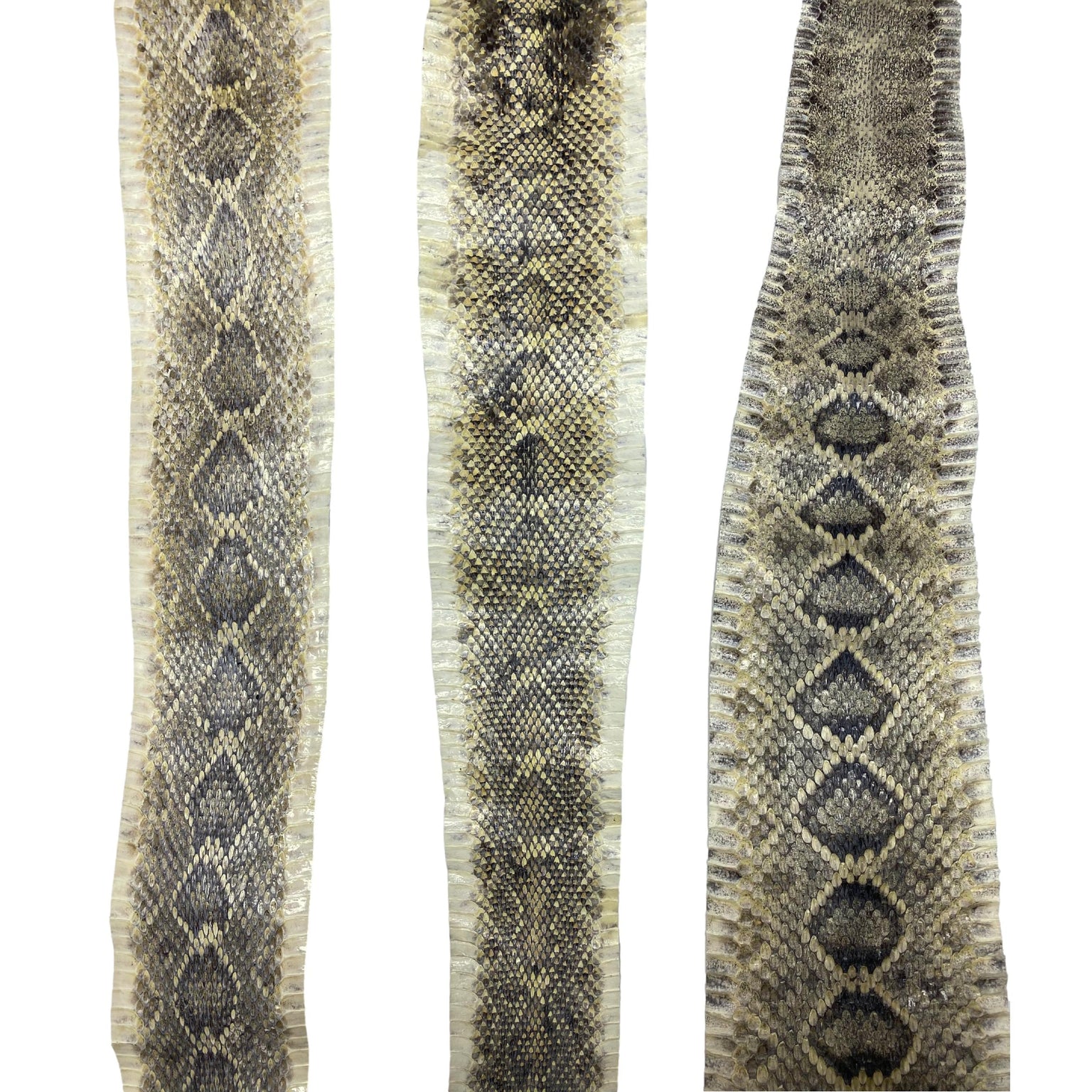 Snake Skins — Leather Unlimited